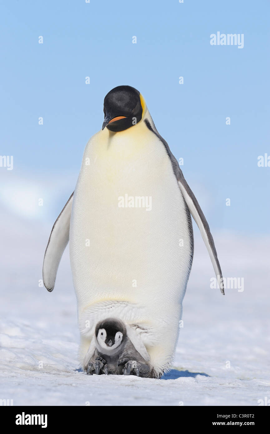 Antarctica, View of emperor penguin with young penguin Stock Photo - Alamy