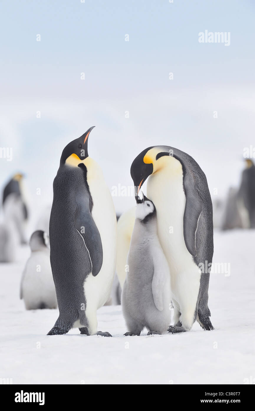 Antarctica, View of emperor penguins Stock Photo - Alamy