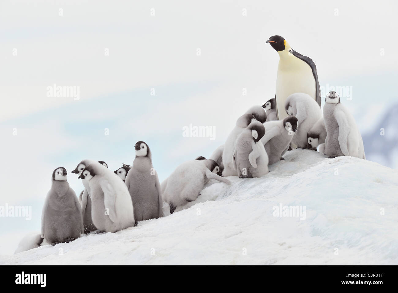 View of emperor penguin in group hi-res stock photography and images ...
