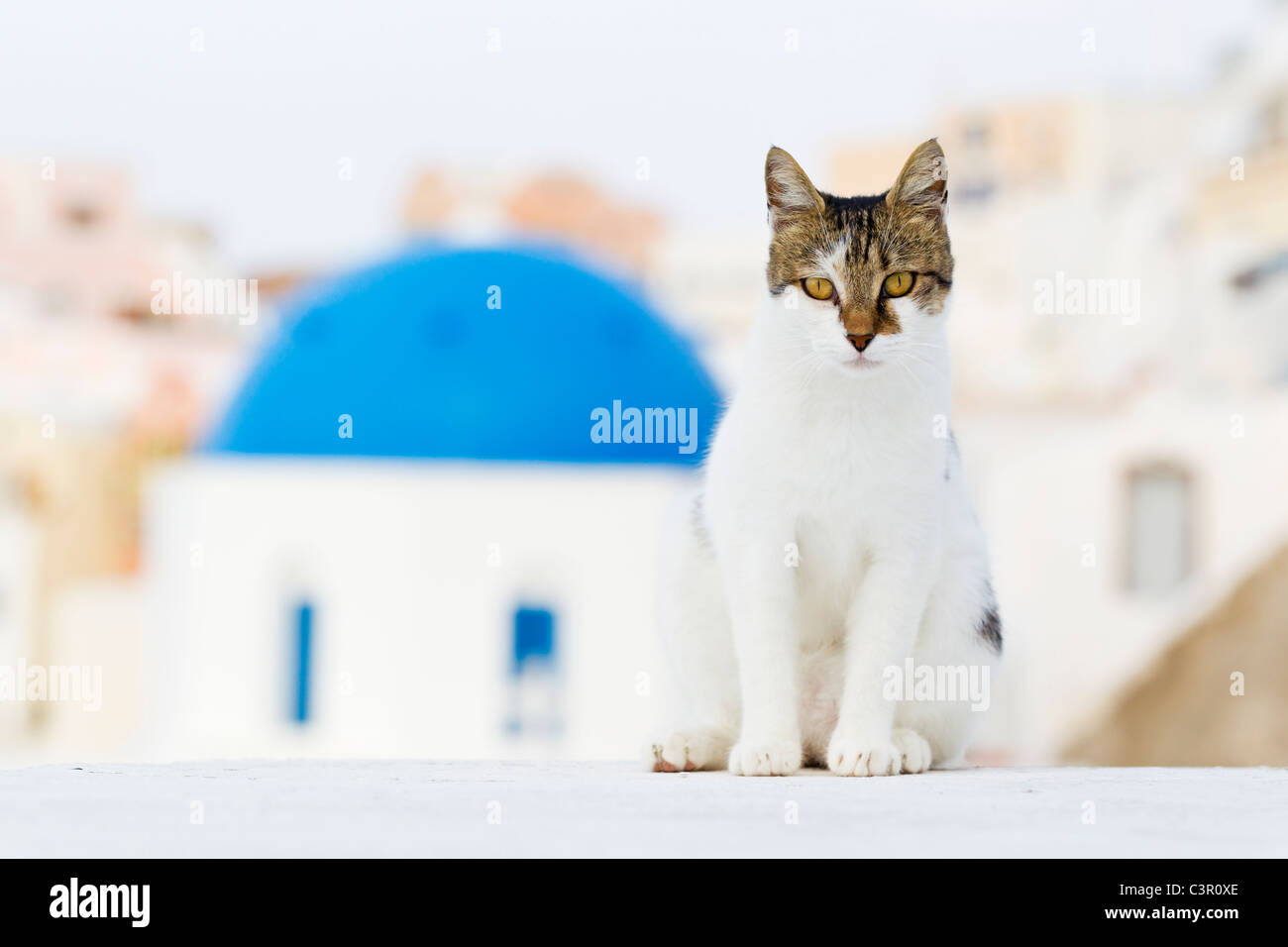 Europe, Greece, Cyclades, Thira, Santorini, Oia, Cat sitting on wall ...