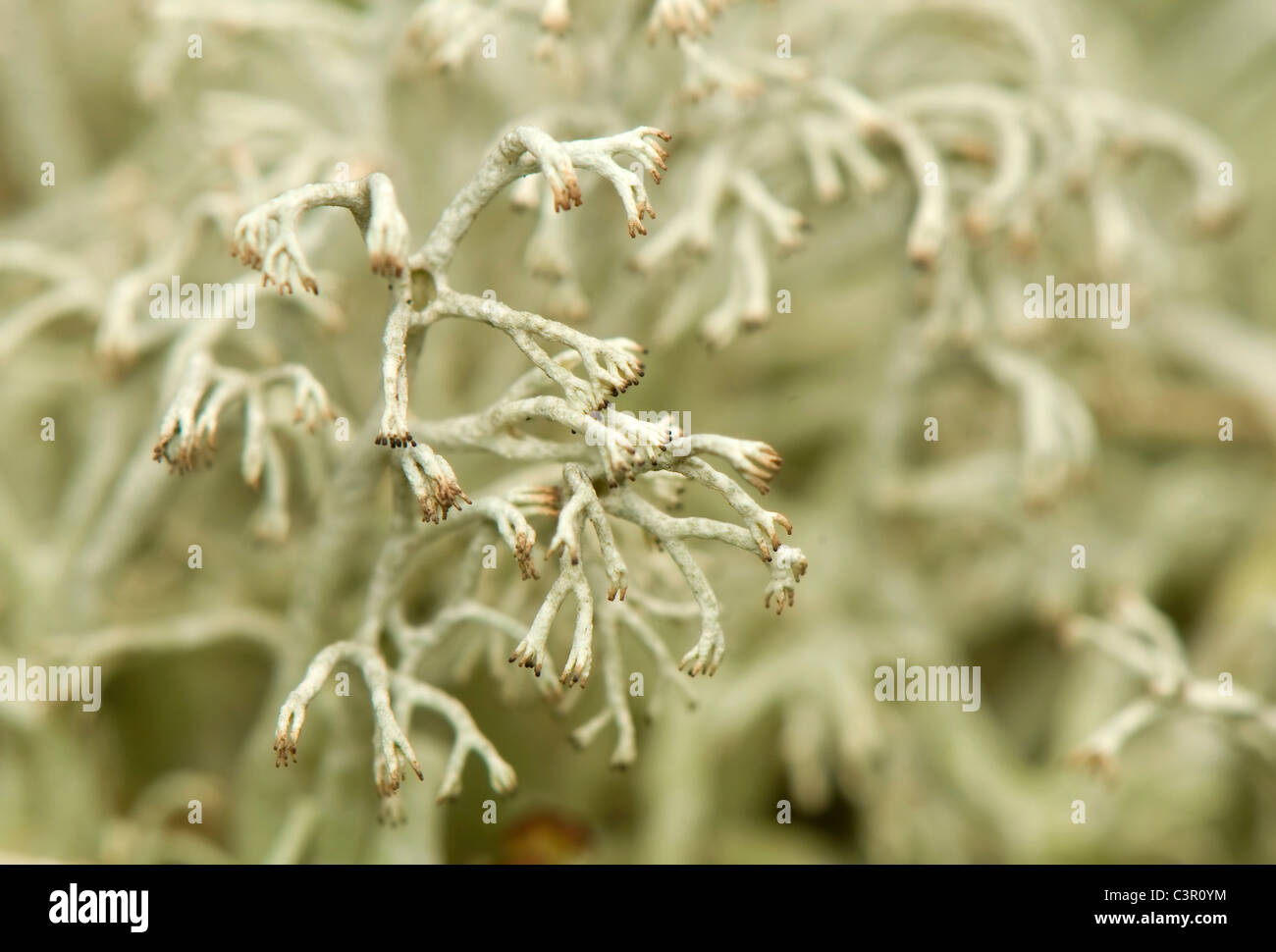 Natural lichen texture background hi-res stock photography and images ...