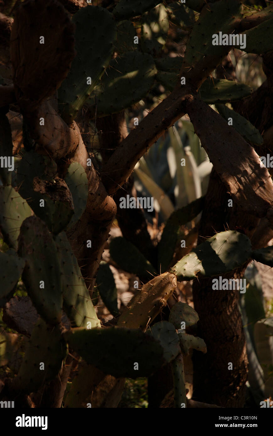 Cactus, Hvar, Croatia Stock Photo - Alamy