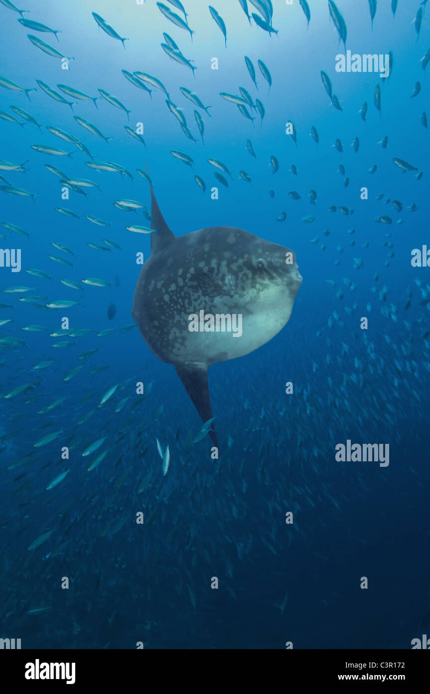 Indonesia, Sunfish and fish swimming underwater Stock Photo - Alamy