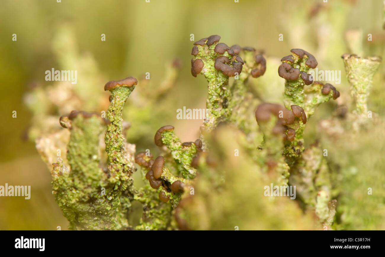 Lichen woodland taiga hi-res stock photography and images - Alamy