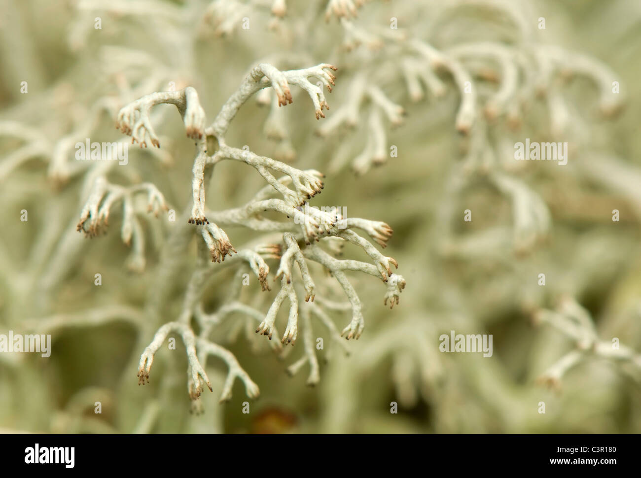 Lichen woodland taiga hi-res stock photography and images - Alamy