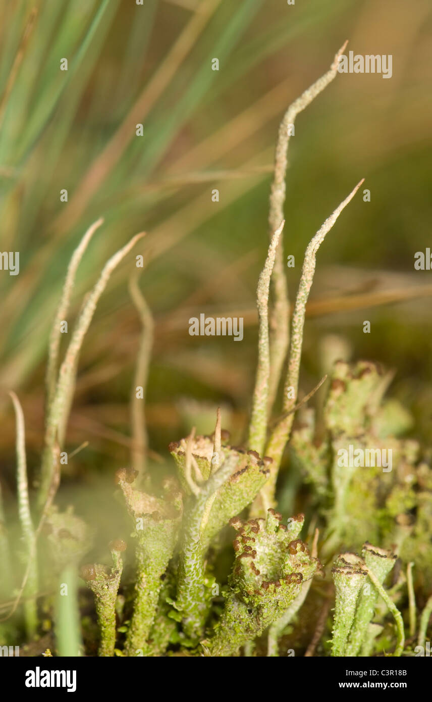 Lichen woodland taiga hi-res stock photography and images - Alamy