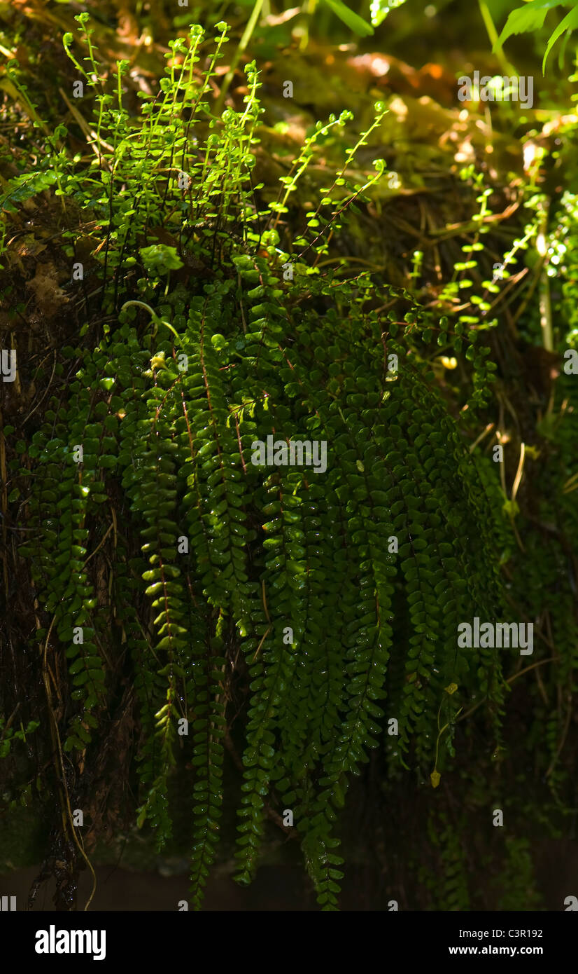 Petal plant season seeds spine spring strips hi-res stock photography ...