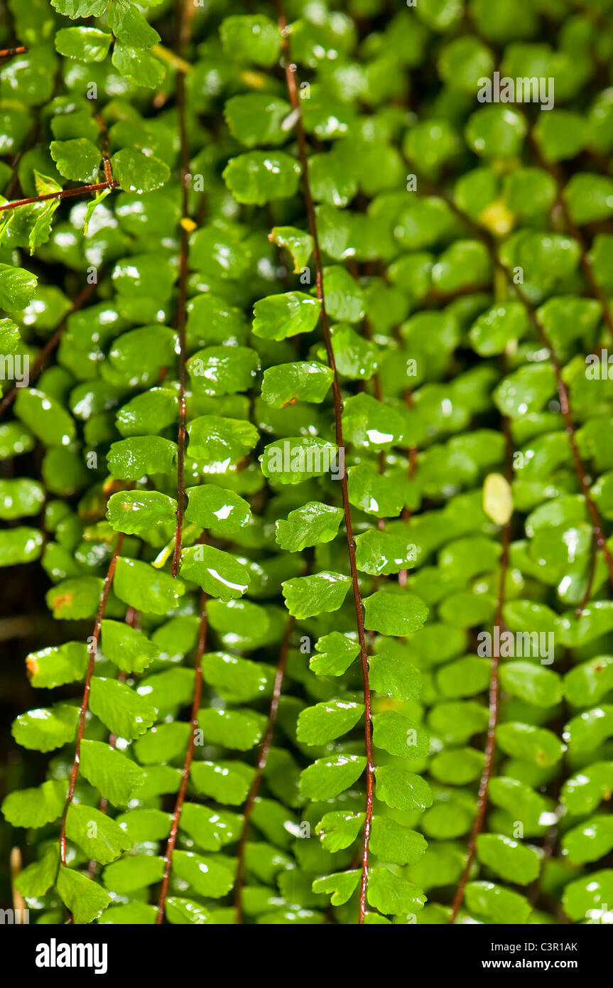 Petal plant season seeds spine spring strips hi-res stock photography ...