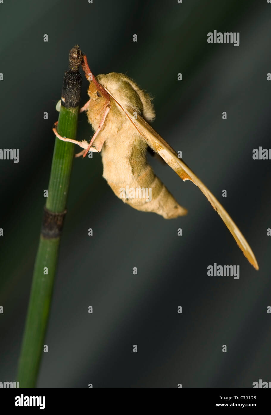 Atlas moth larva hi-res stock photography and images - Alamy
