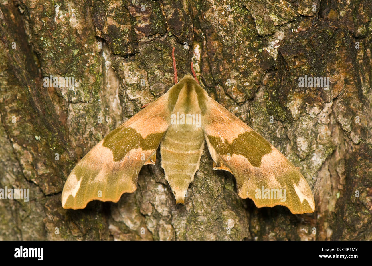 Mimas giant hi-res stock photography and images - Alamy