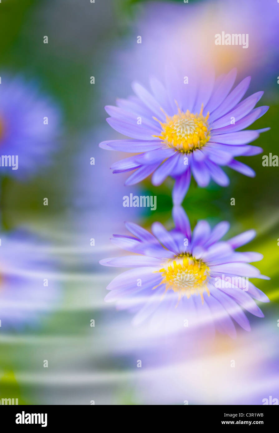 Close up of aster flower Stock Photo - Alamy
