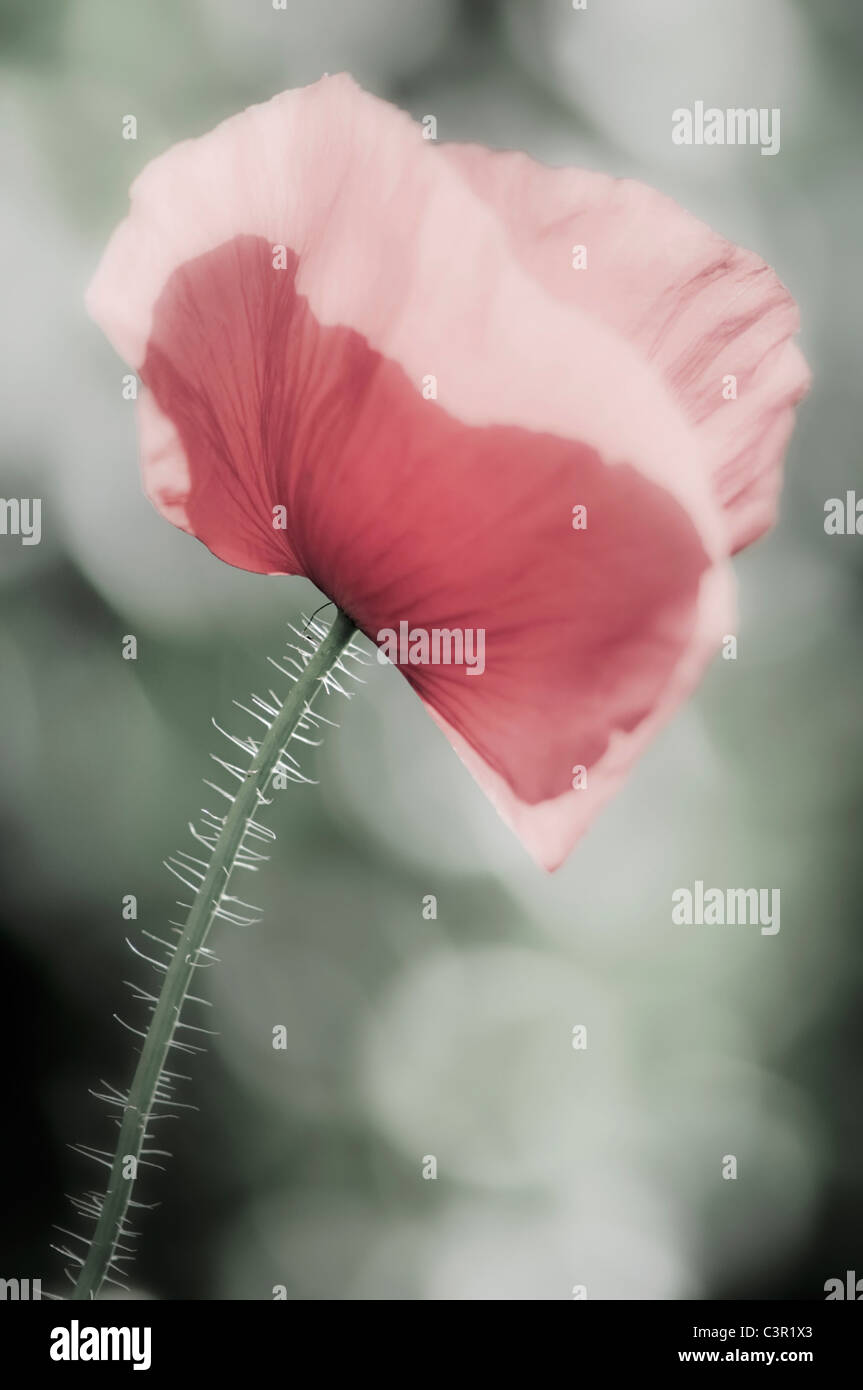 Close up of iceland poppy flower Stock Photo - Alamy