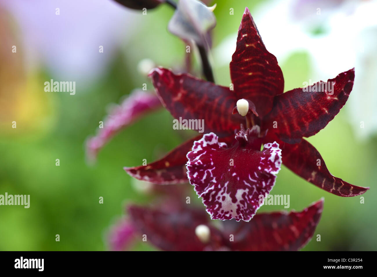 Colmanara Masai red orchid flower Stock Photo - Alamy