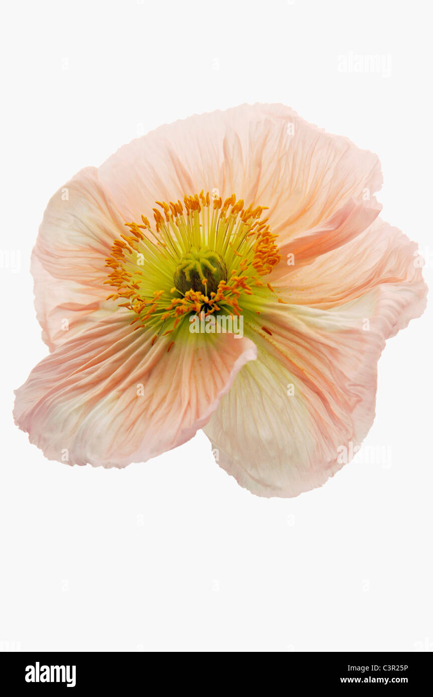 Poppy against white background, close up Stock Photo - Alamy