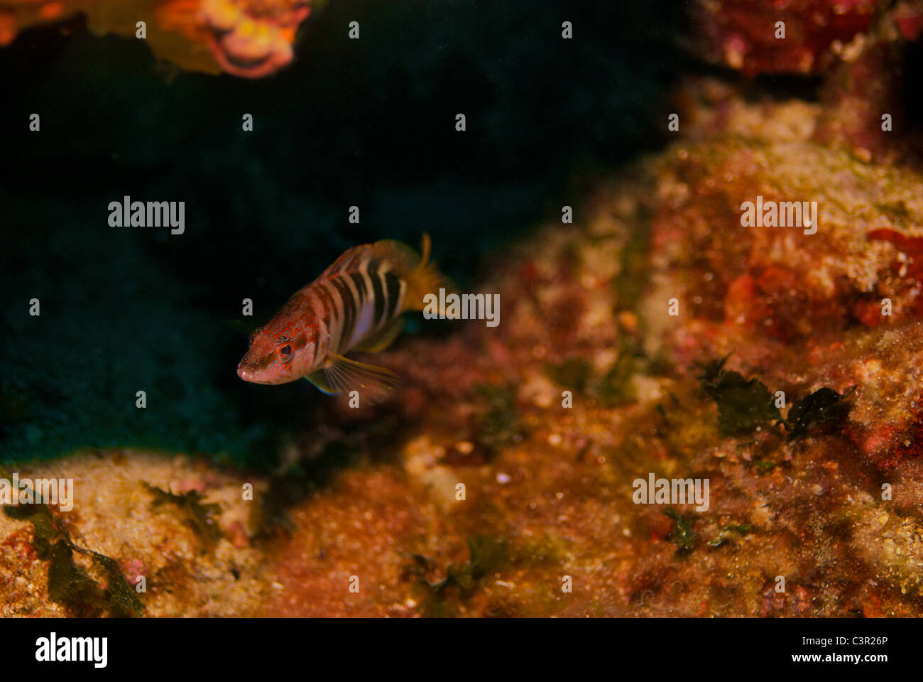 Fish, sea, underwater, Vela Luka, Croatia Stock Photo - Alamy