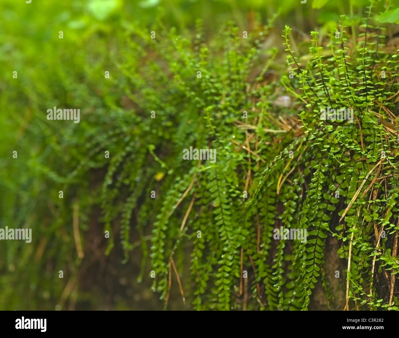 Asplenium nidus l hi-res stock photography and images - Alamy