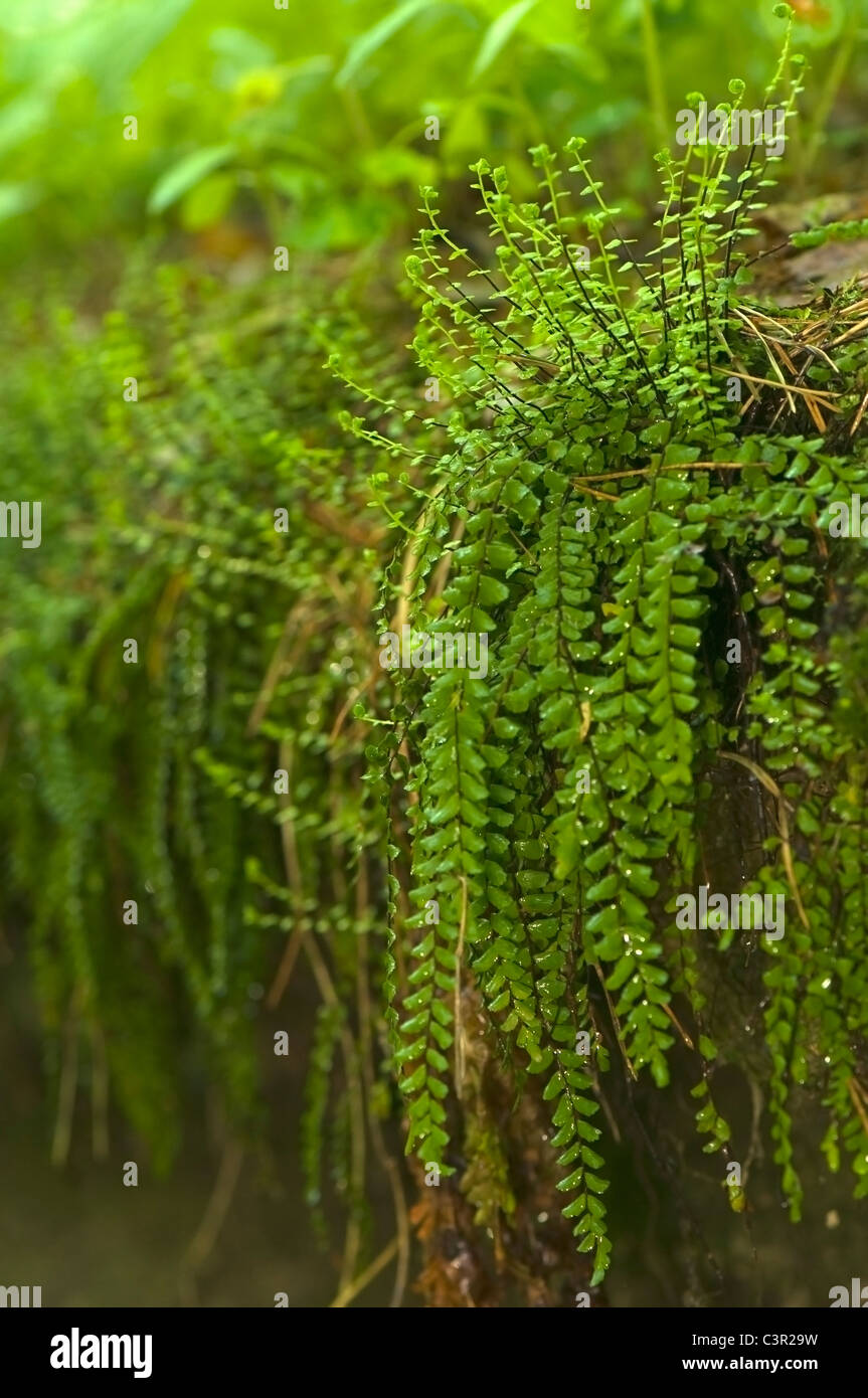 Petal plant season seeds spine spring strips hi-res stock photography ...