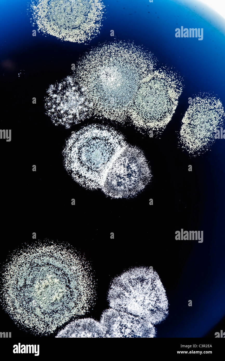 Background of blue mold fungus, Close up Stock Photo - Alamy