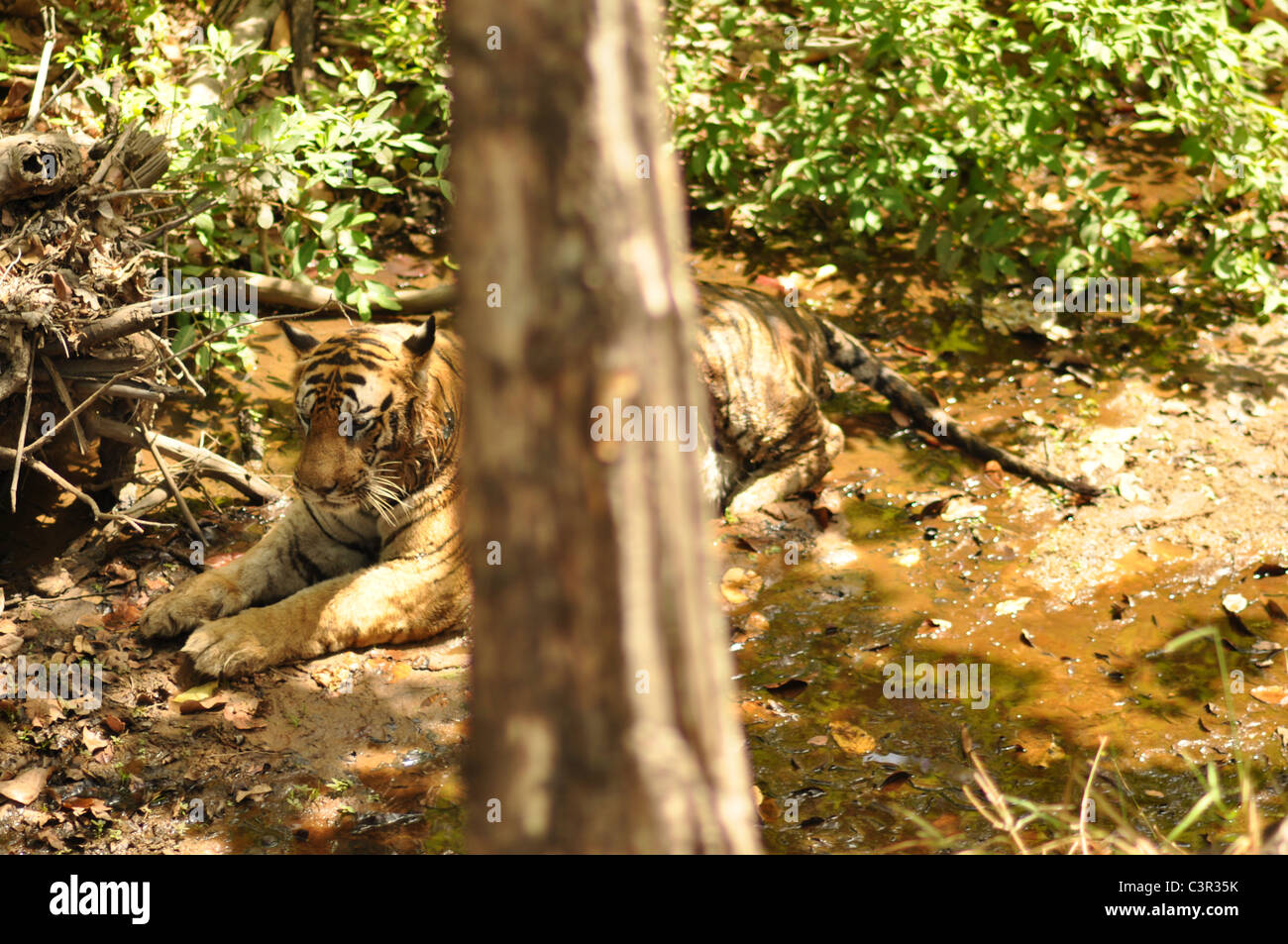 B2 tiger hi-res stock photography and images - Alamy