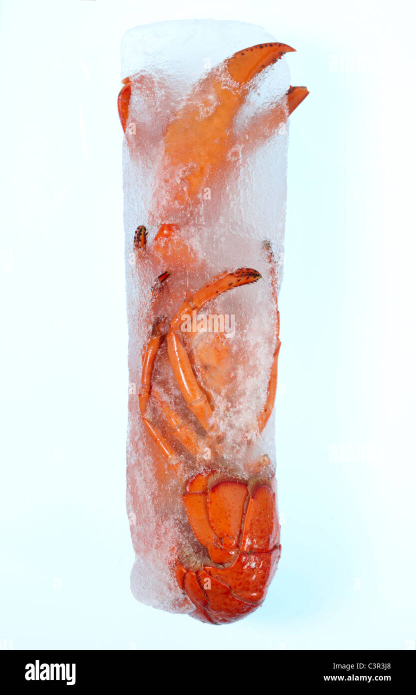 Frozen lobster, close up Stock Photo - Alamy