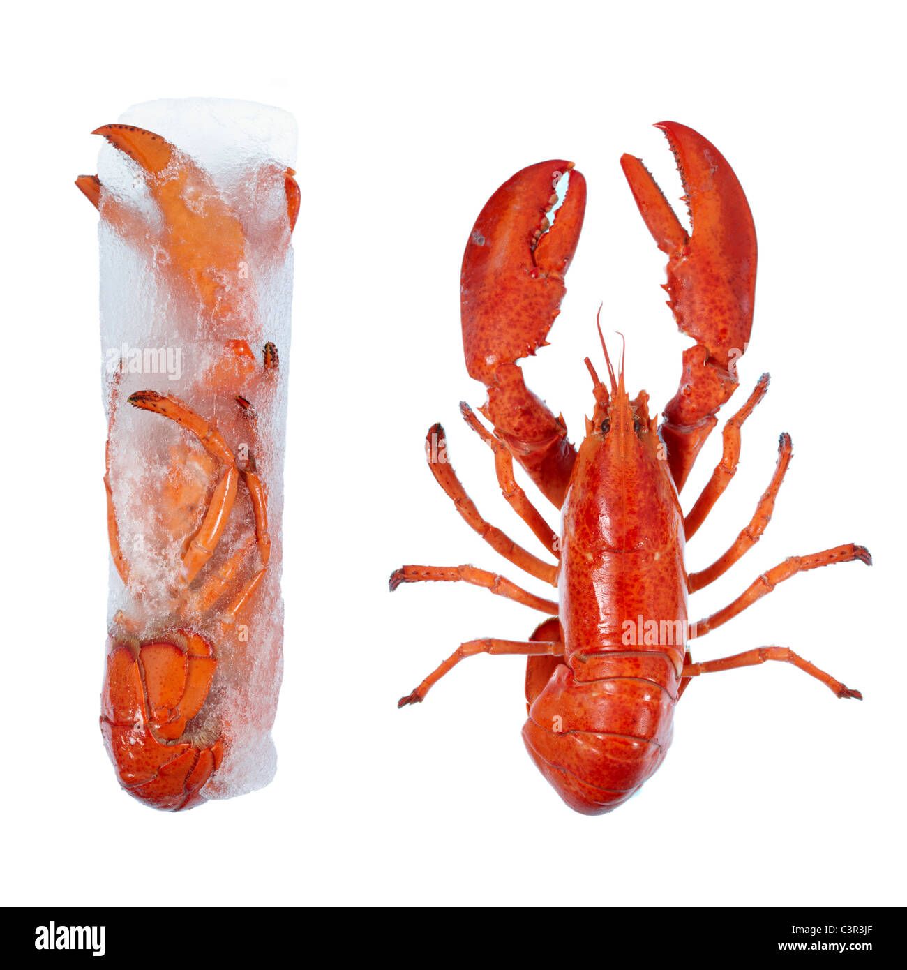 Lobster and frozen lobster, close up Stock Photo - Alamy