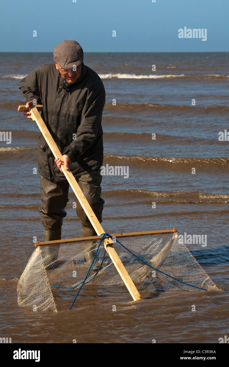 Shrimp netting on the Norfolk coast at Titchwell, Uk Stock Photo - Alamy