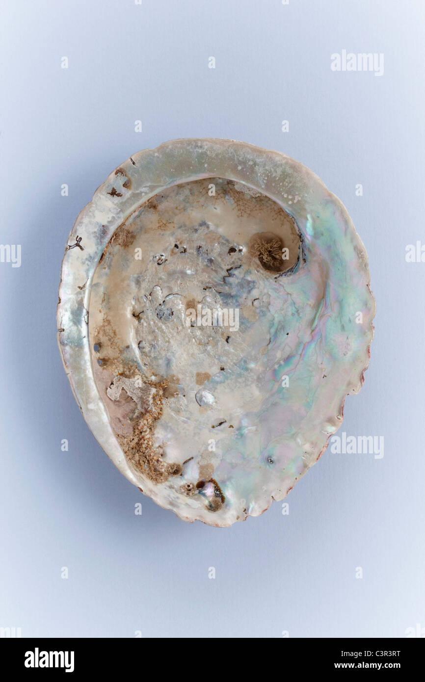 Close up abalone shell hi-res stock photography and images - Alamy