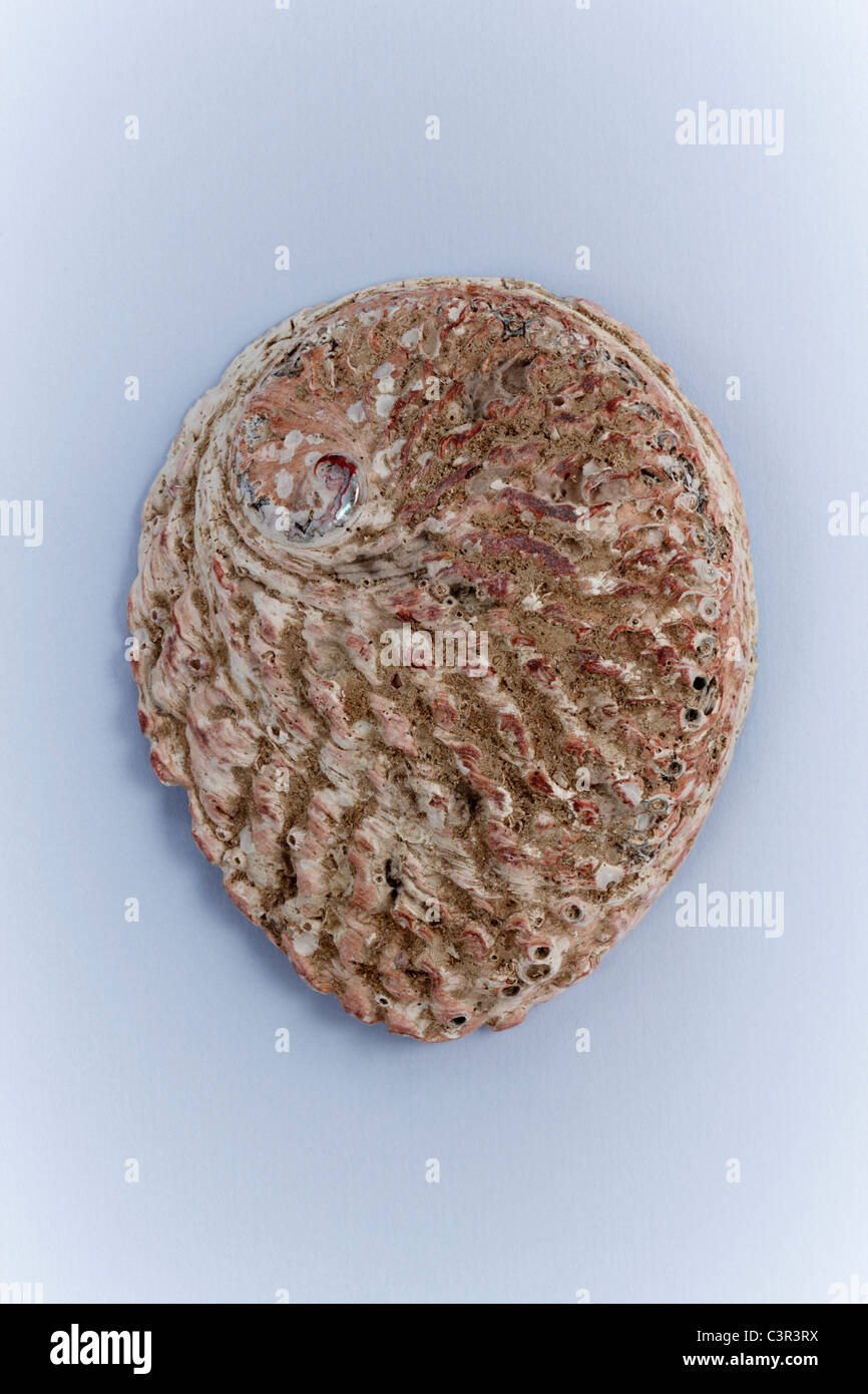 Close up abalone shell hi-res stock photography and images - Alamy