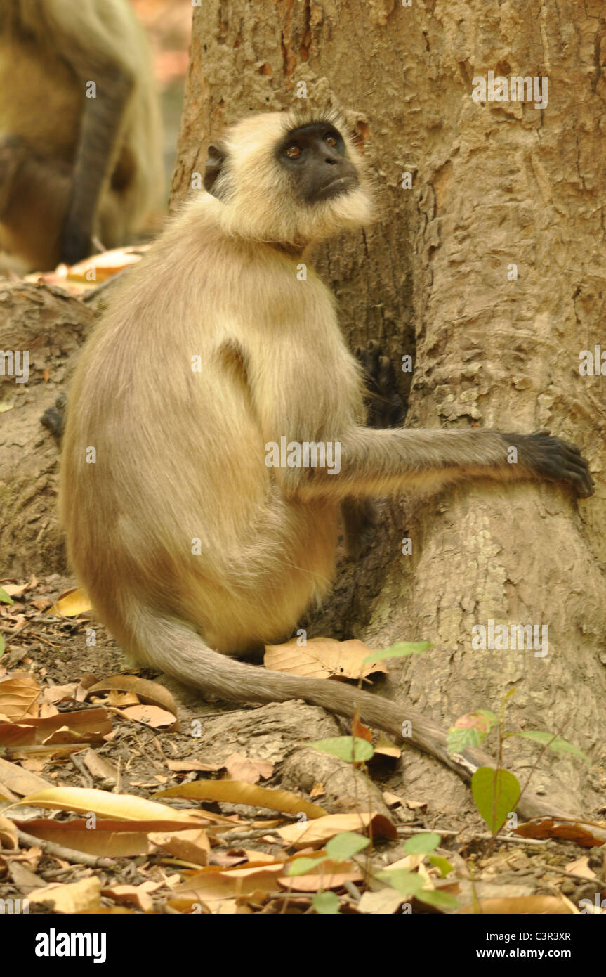 A Monkey relaxing on the ground Stock Photo - Alamy