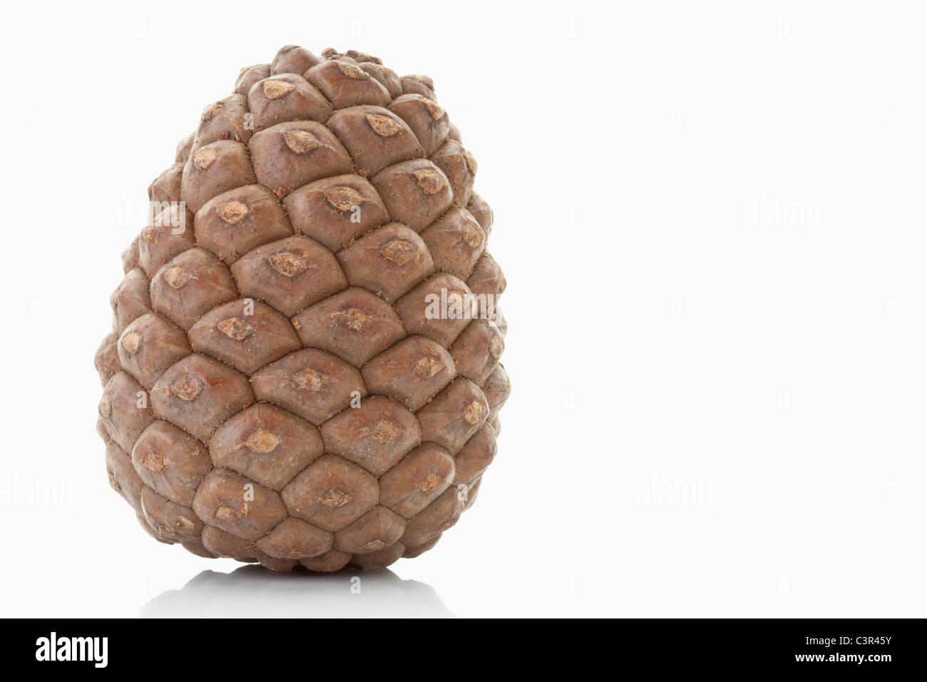Pine cone on white background Stock Photo - Alamy