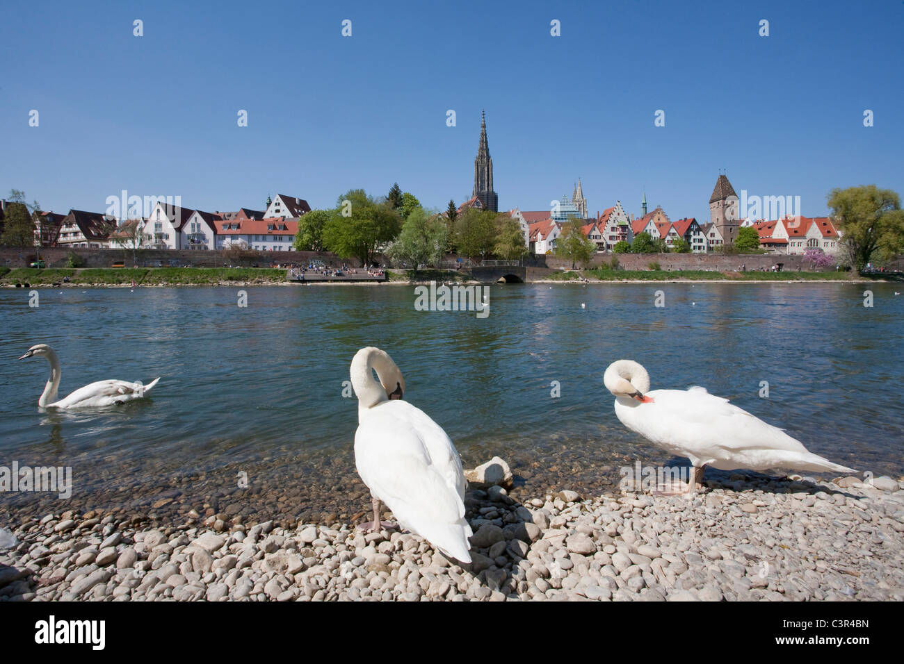 Germany, Ulm, Swans on banks on river danube with ciew of city Stock ...