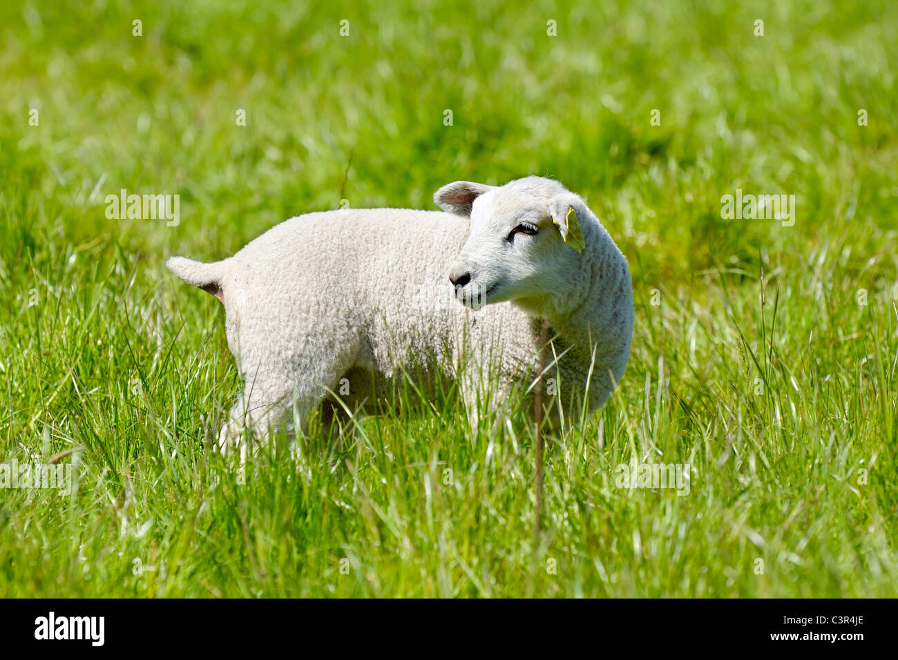 Lamb standing on green field looking Stock Photo - Alamy