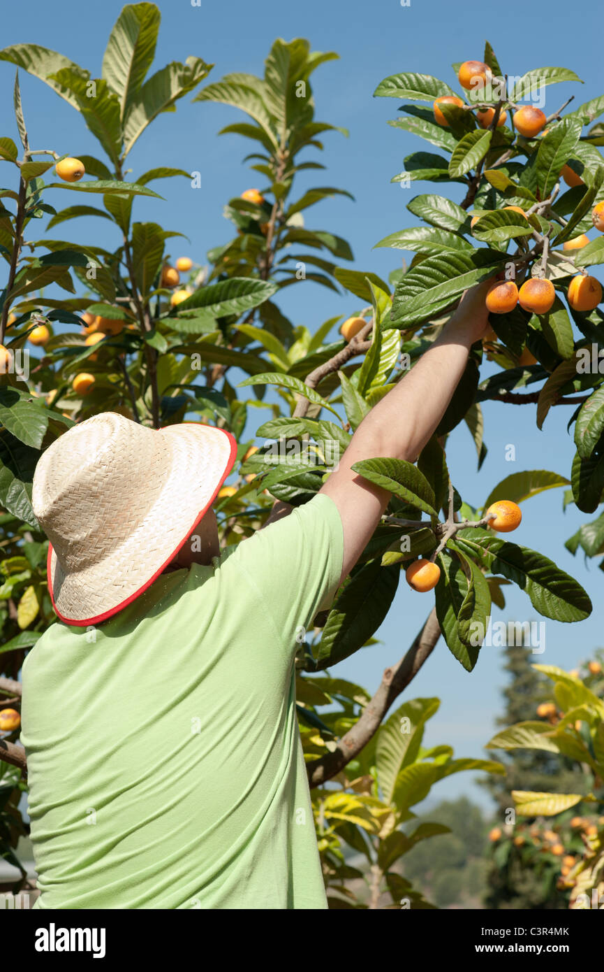 Fruit picker hi-res stock photography and images - Alamy
