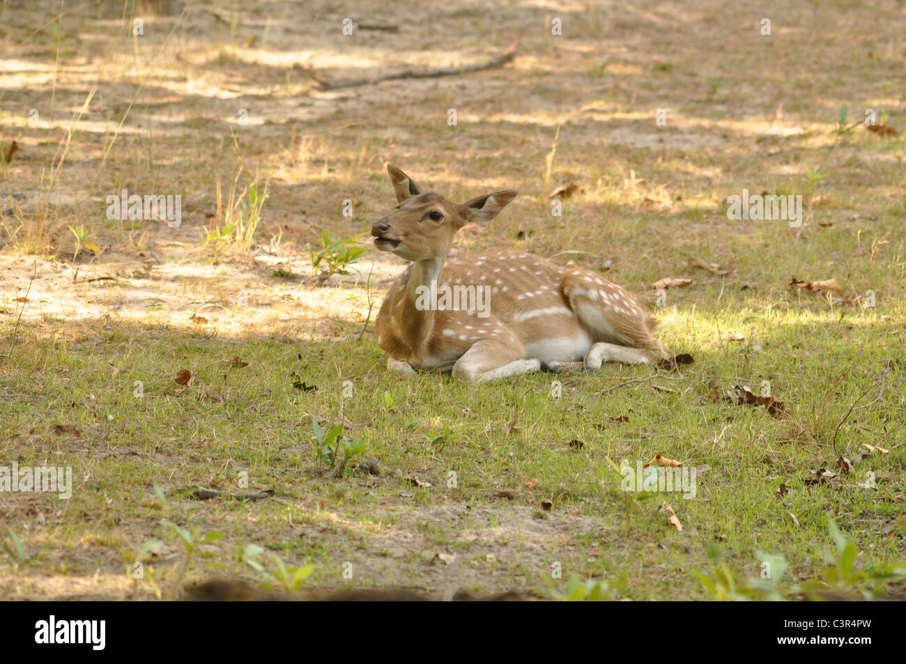 Eaten deer hi-res stock photography and images - Alamy