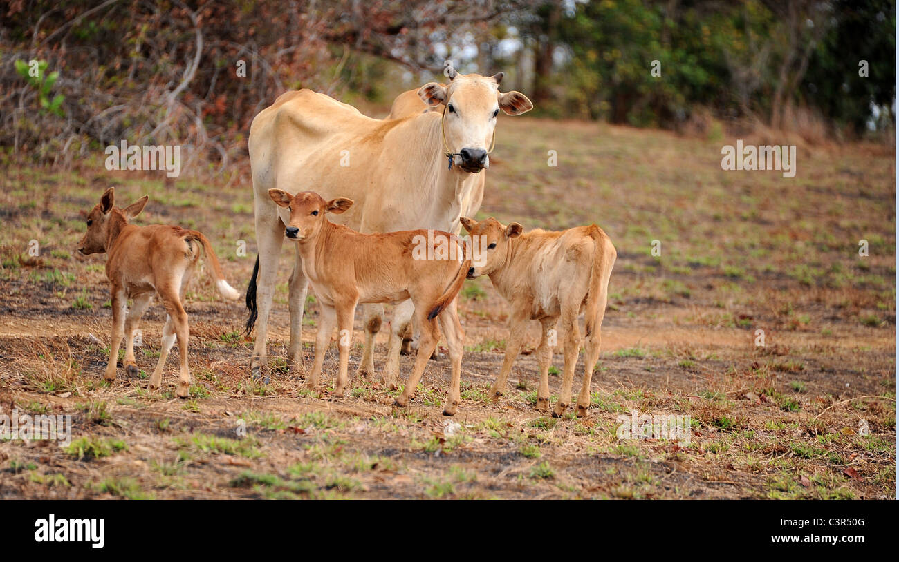 Cattle in a field in Sen Monorom, Eastern Cambodia Stock Photo - Alamy