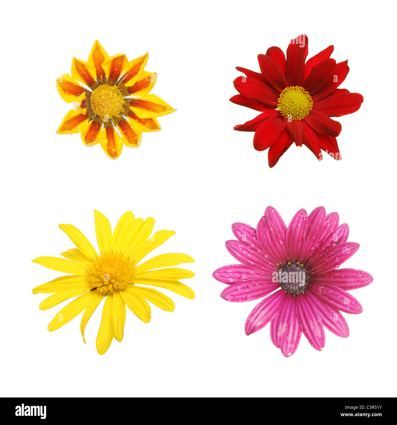 Collection of four daisy type flowers Stock Photo - Alamy