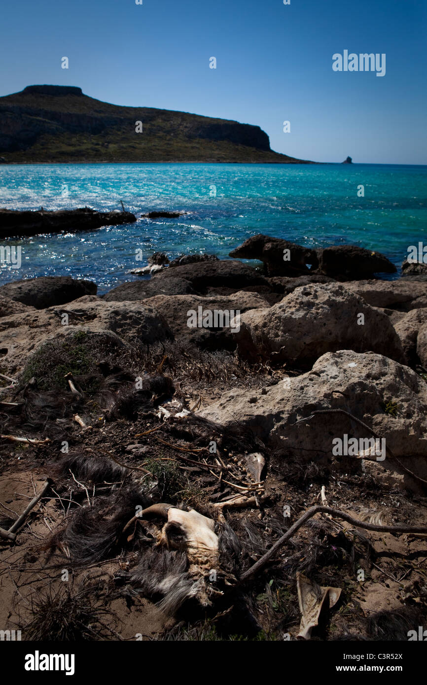 Dead goat on Balos Beach, on Gramvousa peninsula, in north western ...