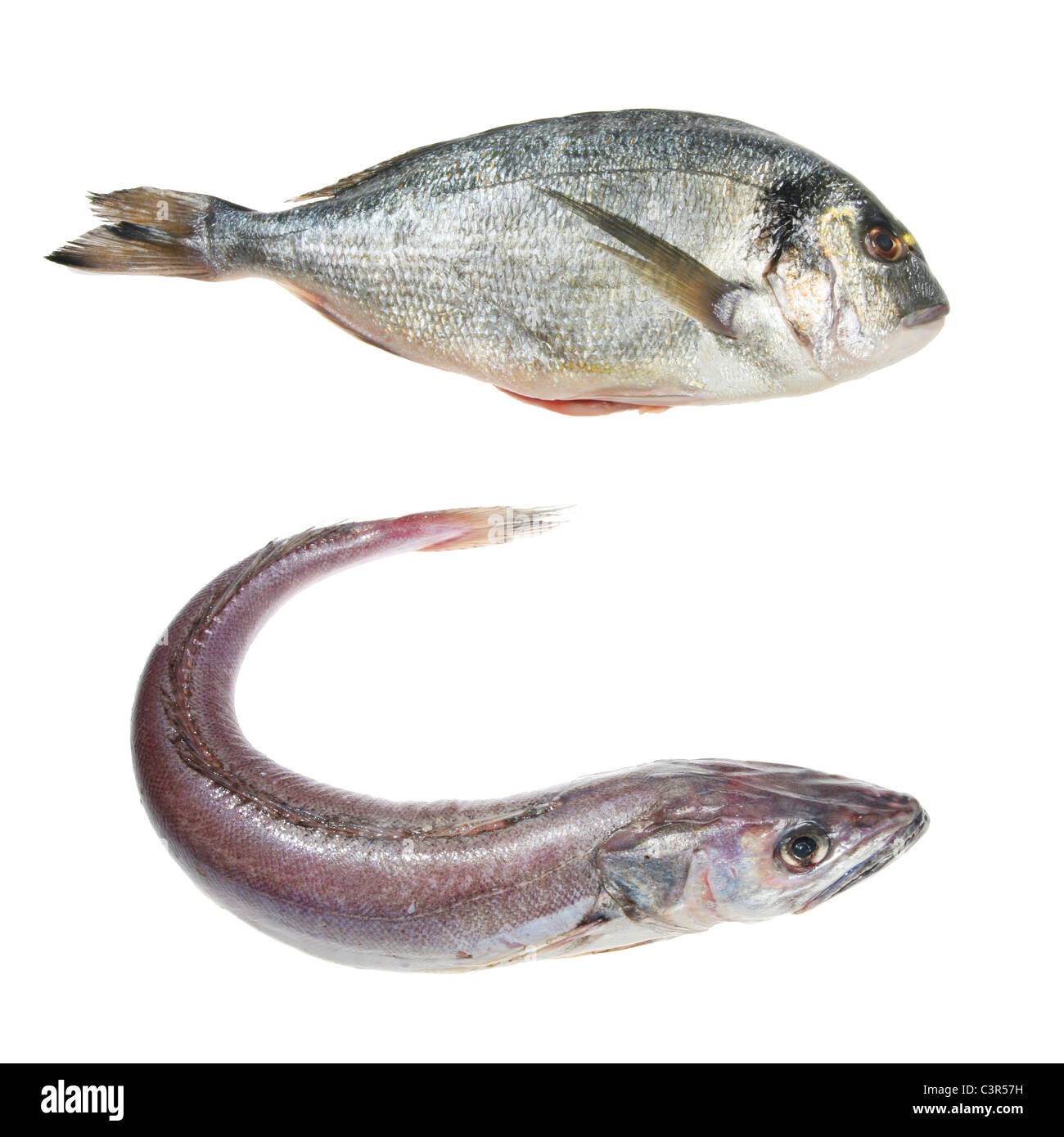Whole hake and sea bream fish isolated on white Stock Photo - Alamy