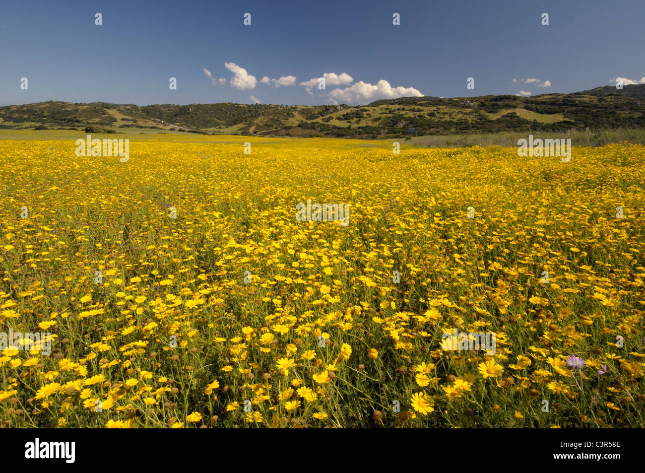 yellow flower, Sardinia,Italy Stock Photo - Alamy