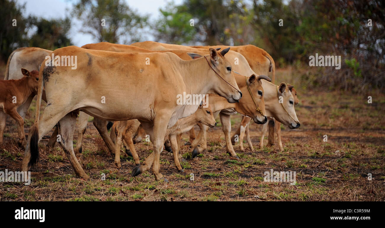 Cattle in a field in Sen Monorom, Eastern Cambodia Stock Photo - Alamy