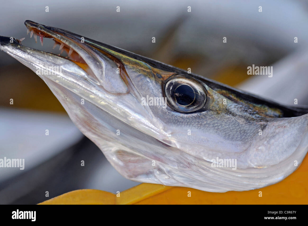 Fish head parts hi-res stock photography and images - Alamy