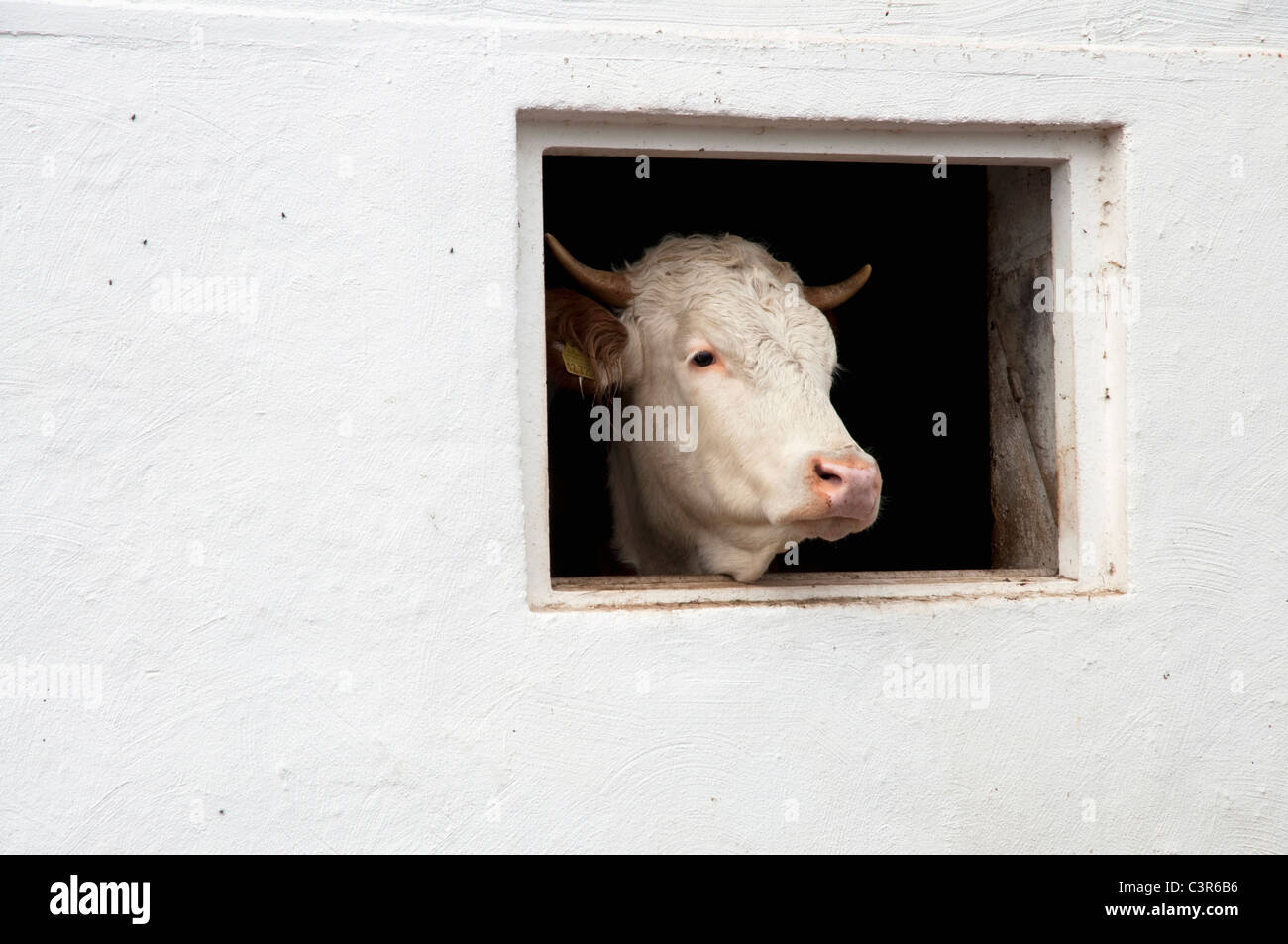 Germany, Bavaria, Cow peeking through barn window Stock Photo - Alamy