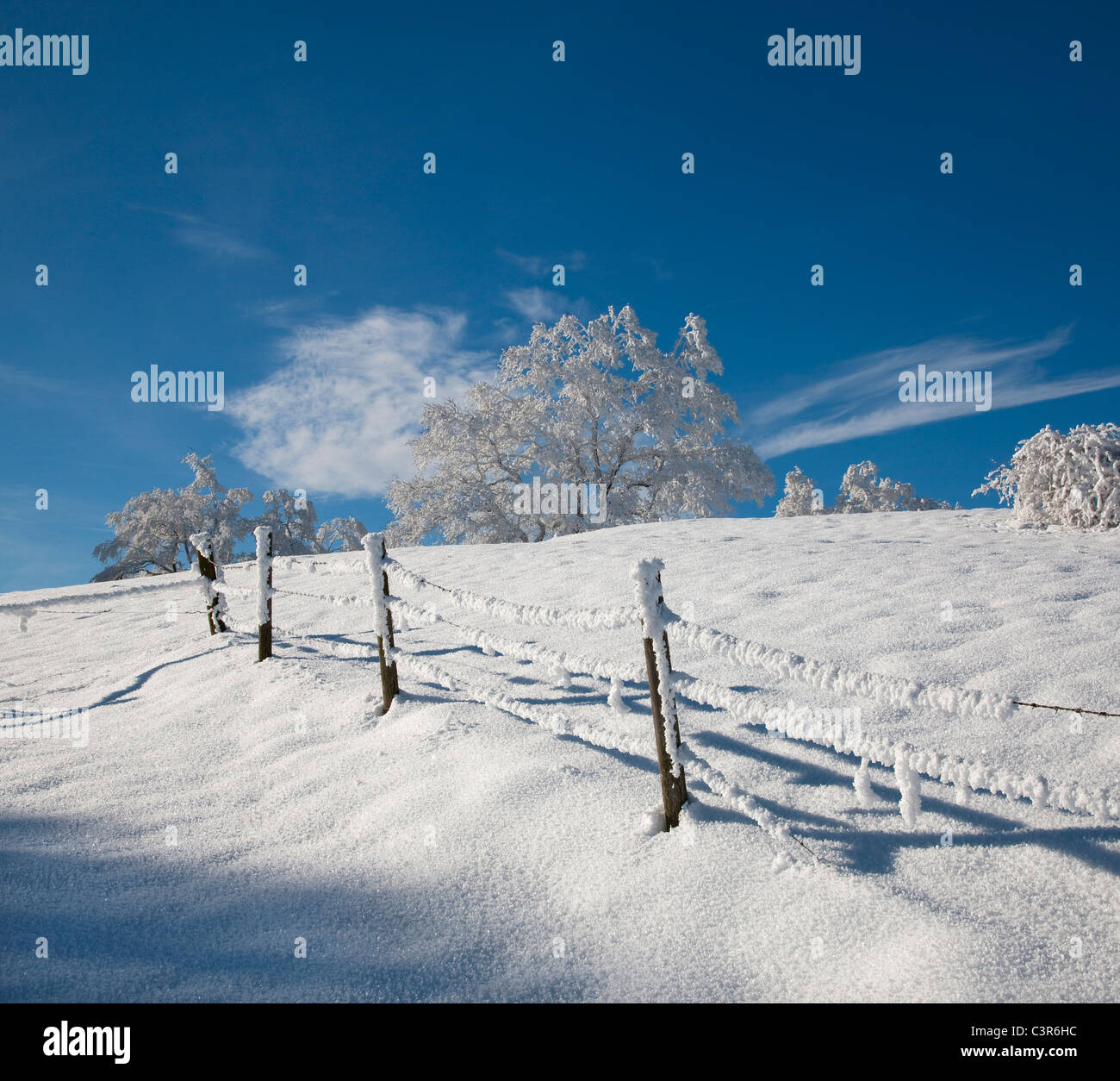 White frosted trees in winter landscape Stock Photo - Alamy