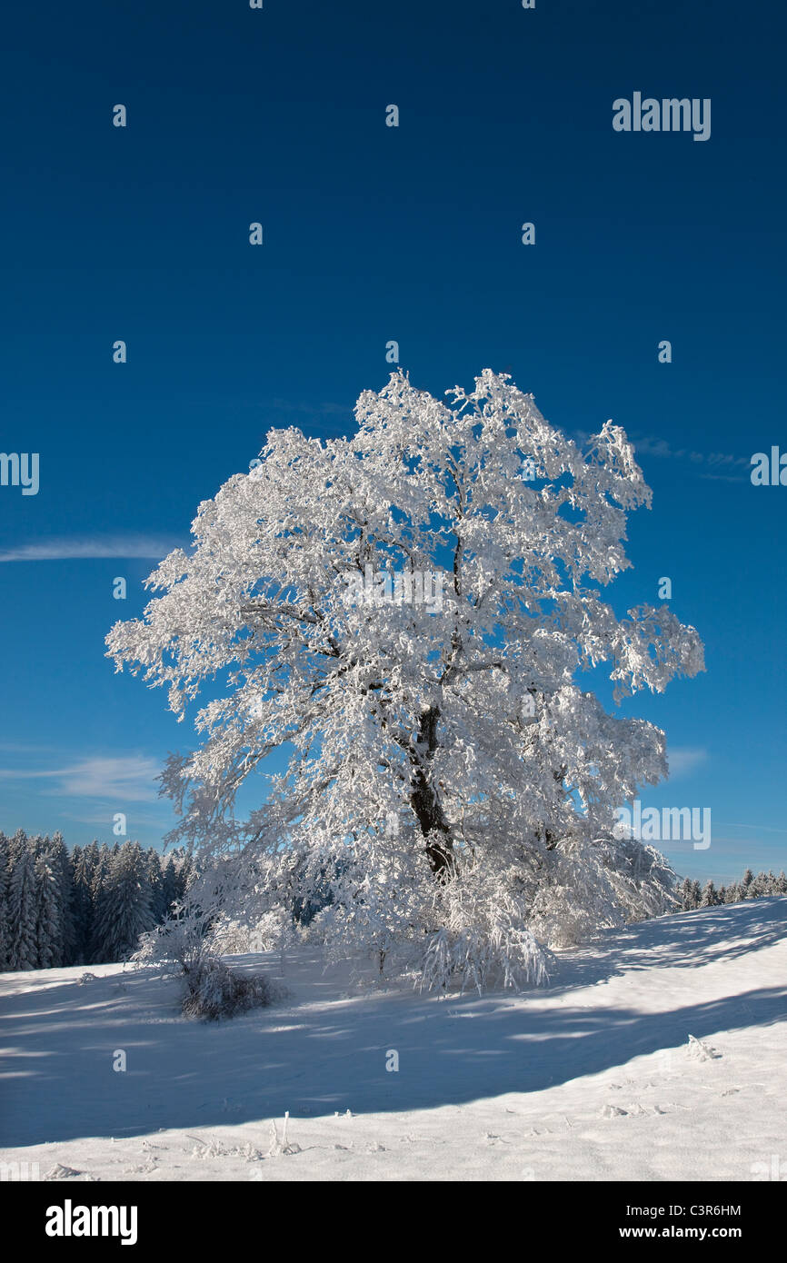 White frosted trees in winter landscape Stock Photo - Alamy
