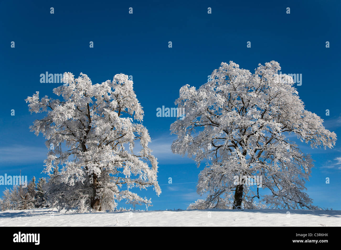 White frosted trees in winter landscape Stock Photo - Alamy