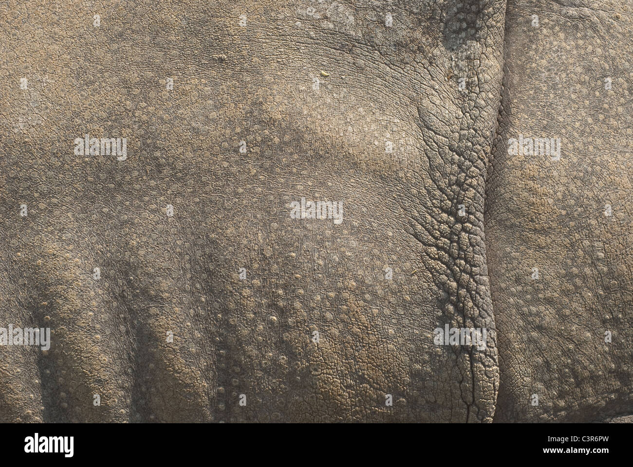 Rhino skin texture hi-res stock photography and images - Alamy