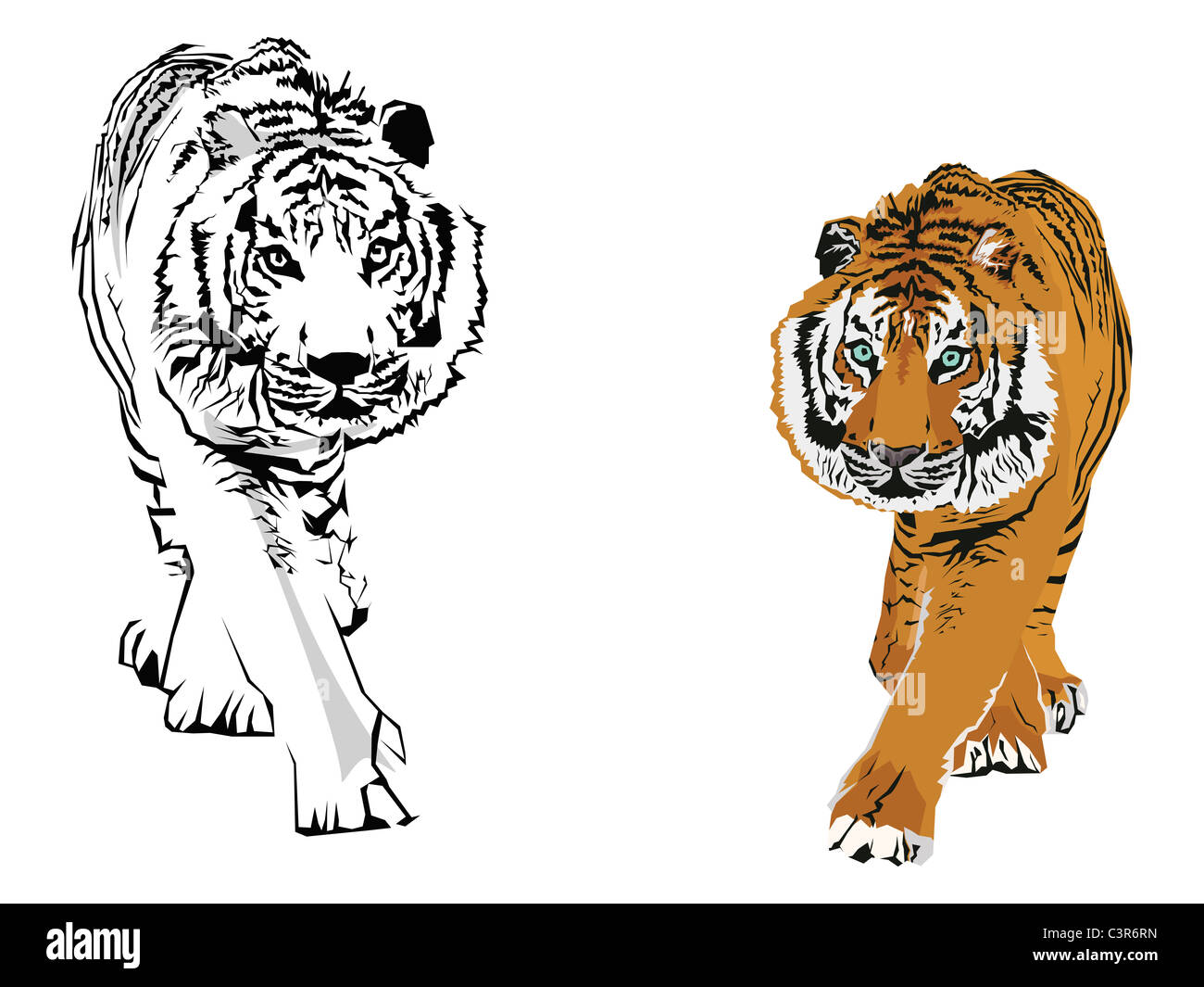 illustration of tiger, two color versions Stock Photo - Alamy