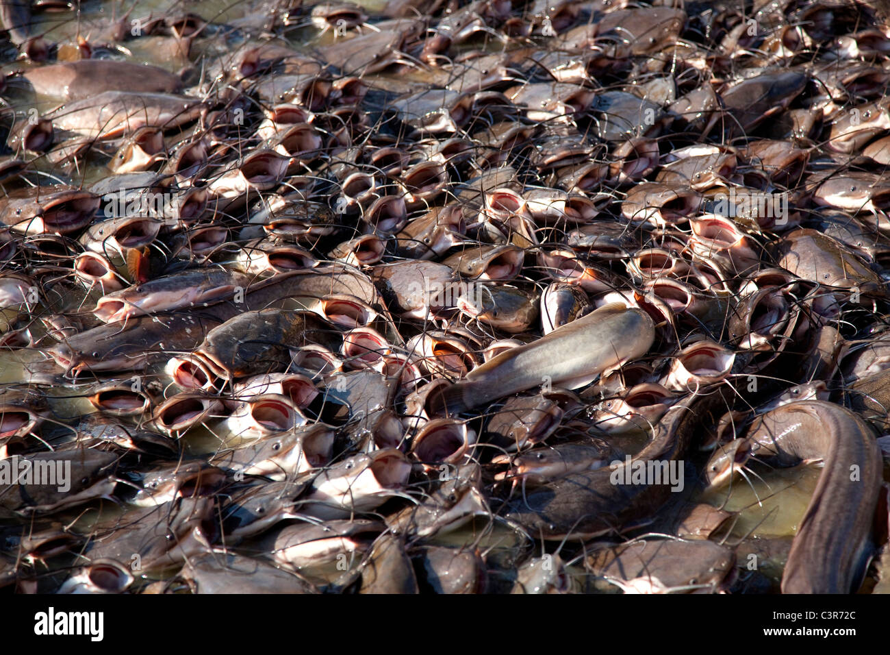 Hungry catfish, fish in Gadsisar lake, Jaisalmer, Rajasthan, India ...