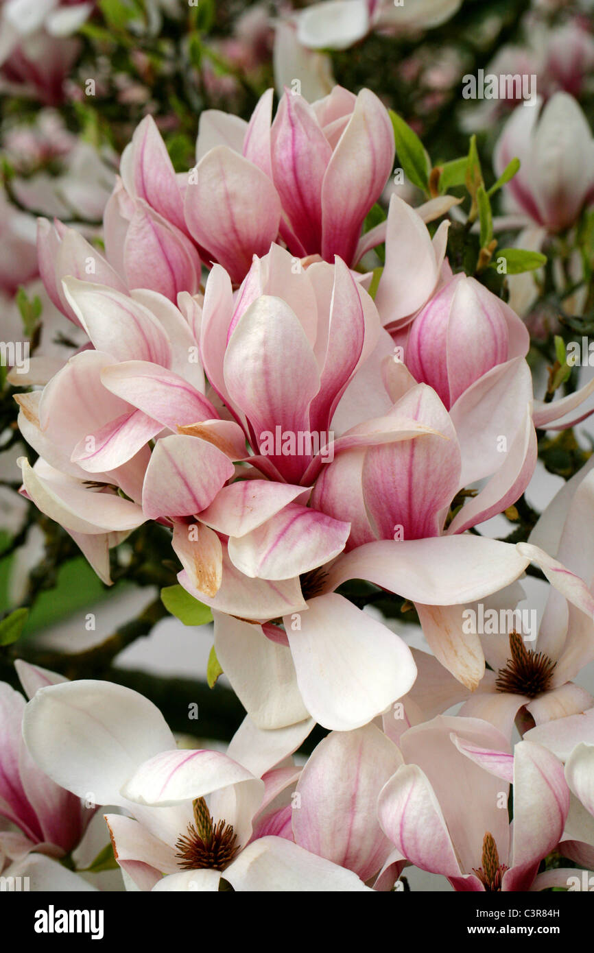 Saucer Magnolia, Magnolia soulangeana, Magnoliaceae Stock Photo - Alamy