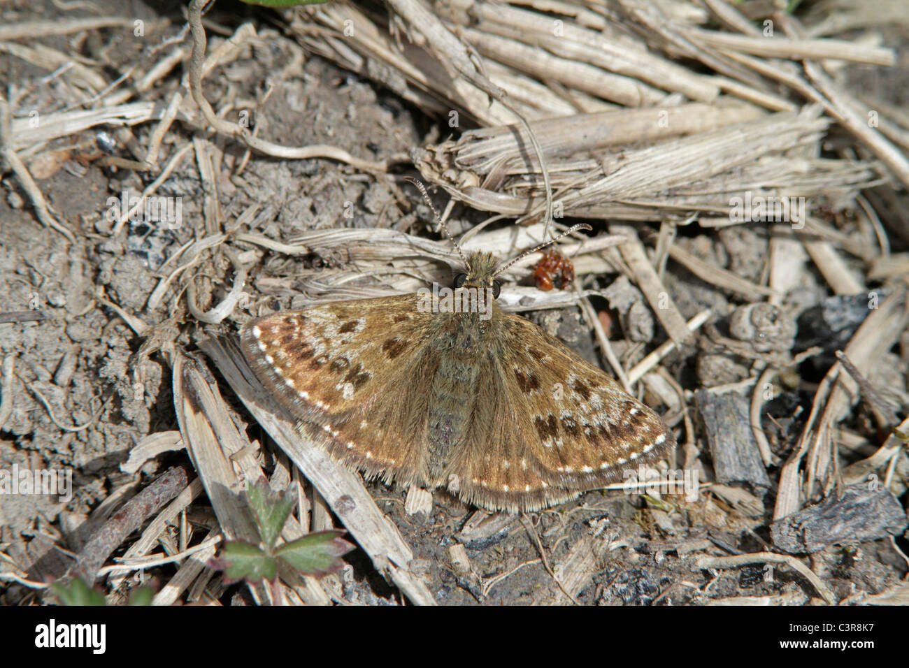Dingy Skipper Butterfly Stock Photo - Alamy